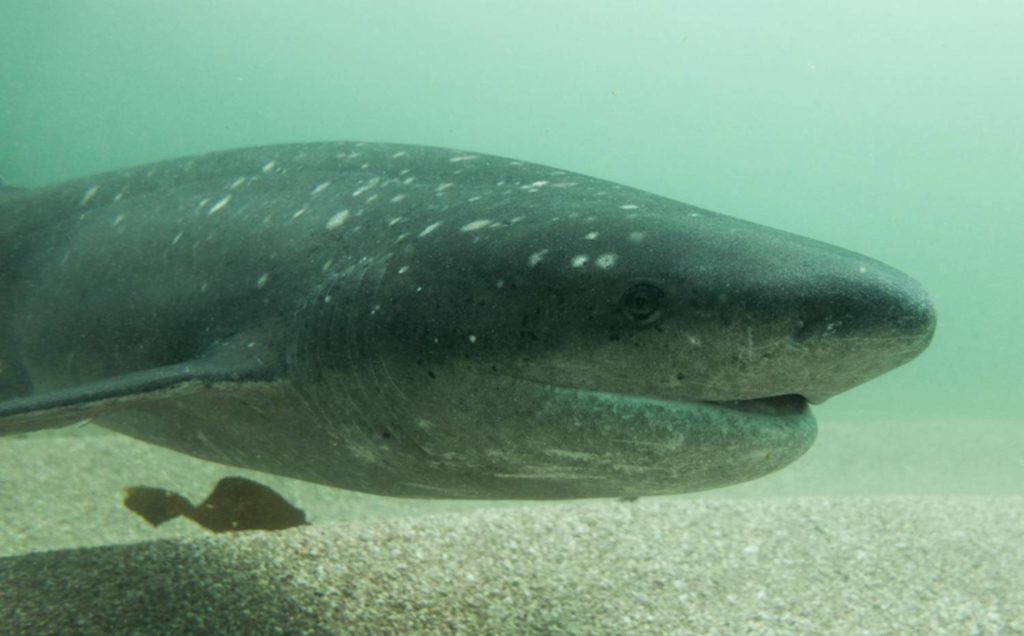 Requin du Groenland, tout savoir sur Somniosus microcephalus