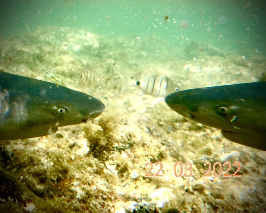 Requin citron, tout savoir sur Negaprion brevirostris