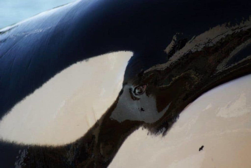 Eye patch : plongée dans les yeux de l’orque