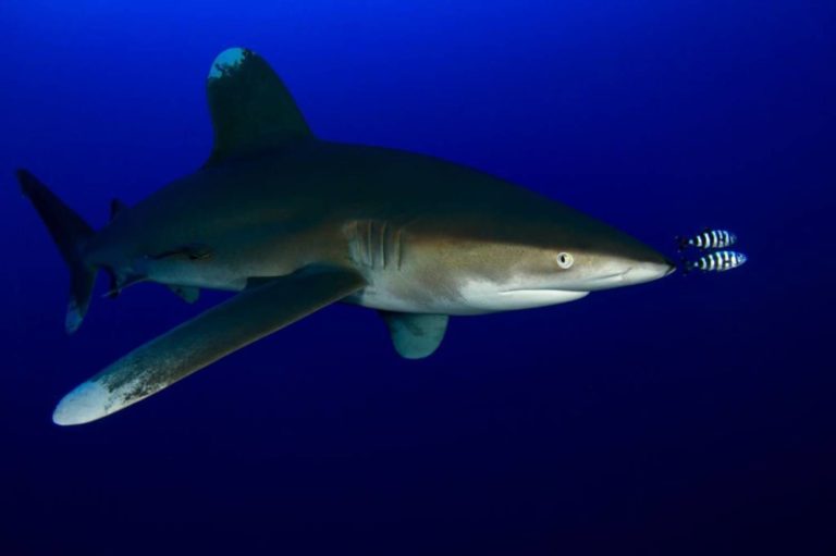 Requin longimane, tout savoir sur Carcharhinus longimanus