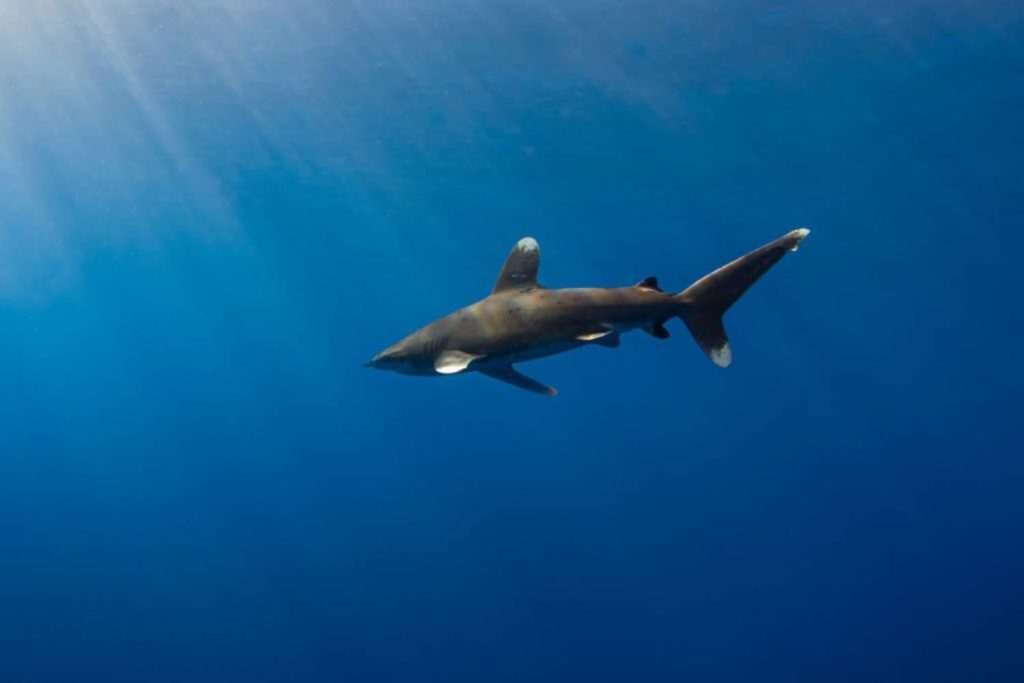 Requin longimane, tout savoir sur Carcharhinus longimanus