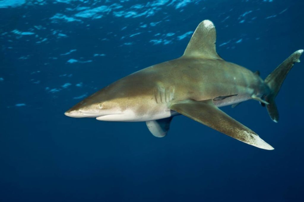 Requin longimane, tout savoir sur Carcharhinus longimanus