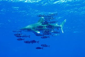 Requin longimane, tout savoir sur Carcharhinus longimanus