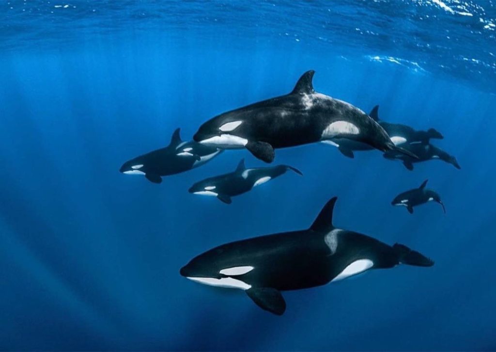 L’énorme - et surtout complexe - cerveau de l’orque