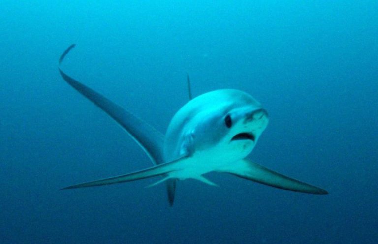 Requin renard, tout savoir sur Alopias