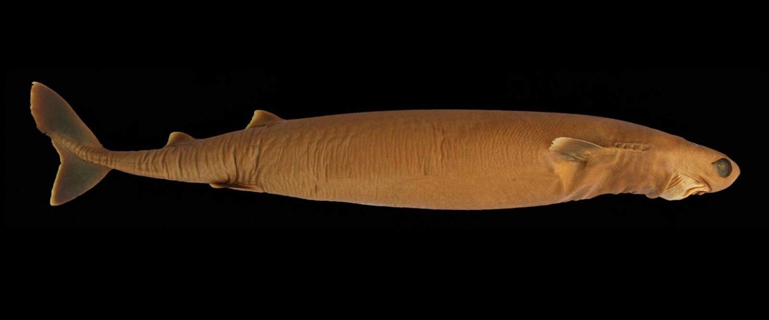 Squalelet féroce - Isistius brasiliensis