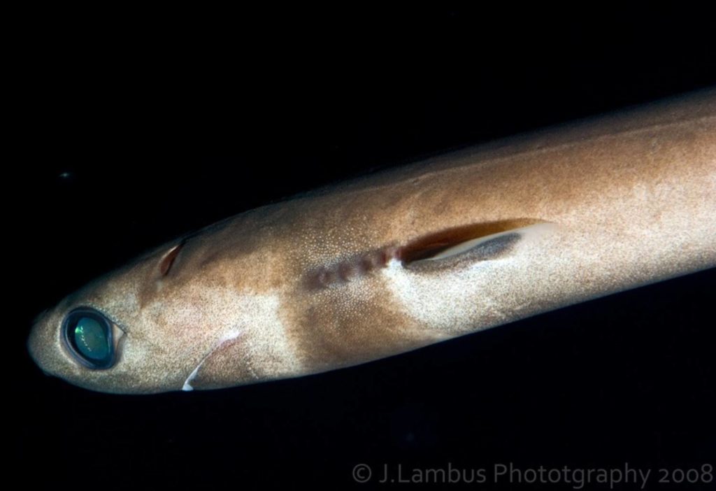 Squalelet féroce - Isistius brasiliensis