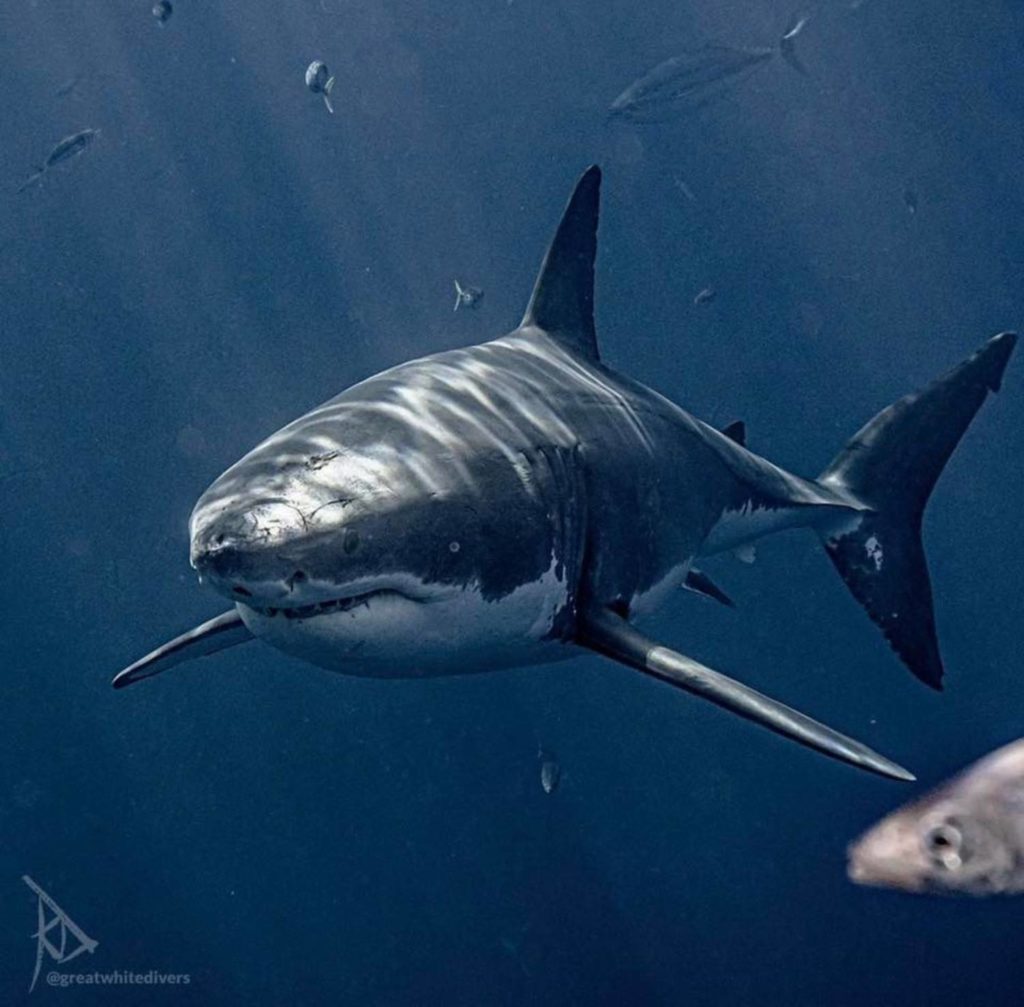 Le requin blanc change de couleur pour leurrer ses proies