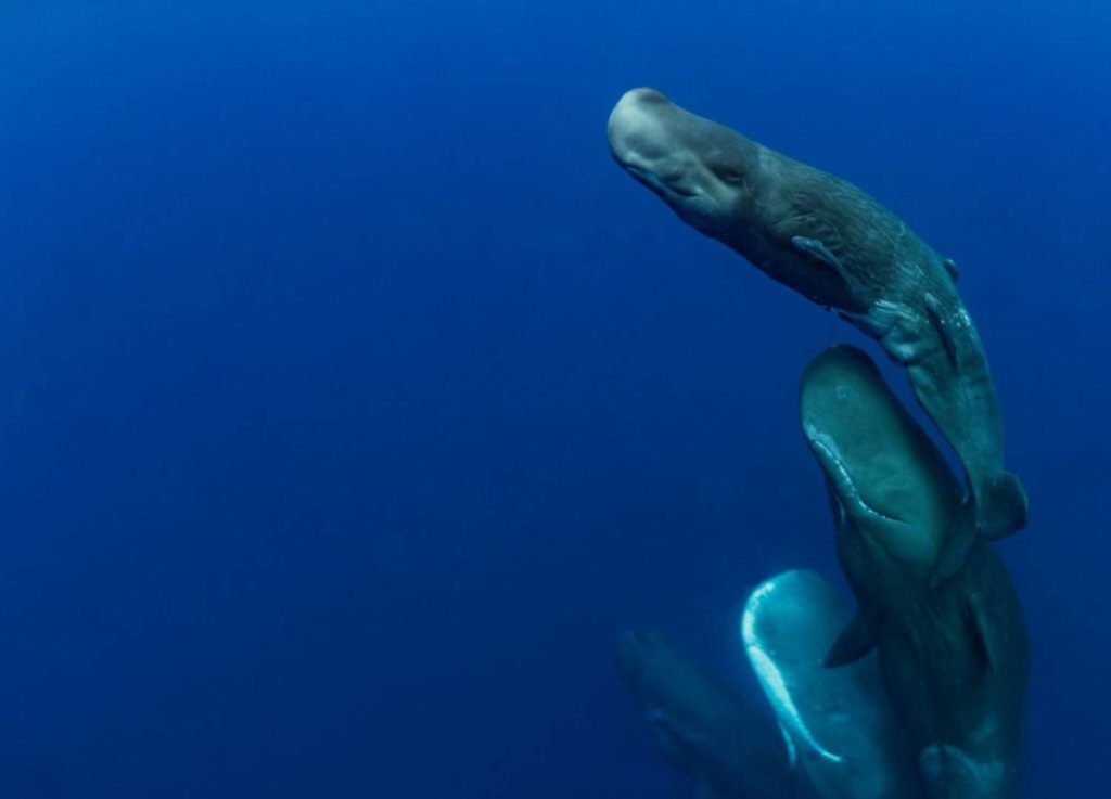 À la rencontre du fabuleux cachalot, Physeter macrocephalus