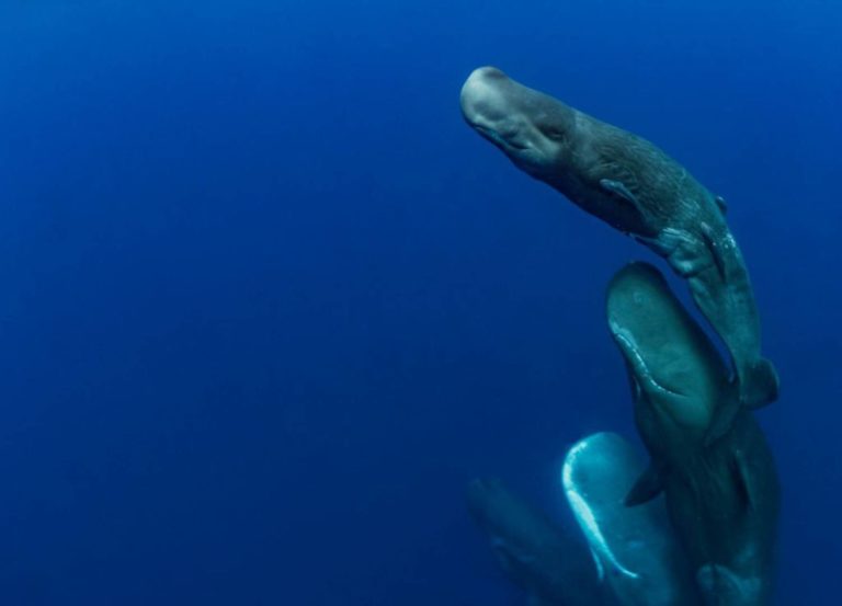 À la rencontre du fabuleux cachalot, Physeter macrocephalus