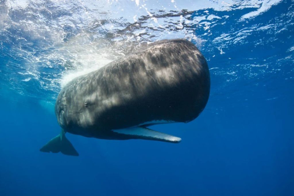 À la rencontre du fabuleux cachalot, Physeter macrocephalus