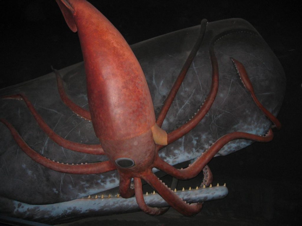 À la rencontre du fabuleux cachalot, Physeter macrocephalus