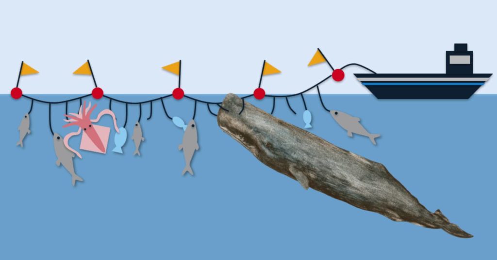 À la rencontre du fabuleux cachalot, Physeter macrocephalus