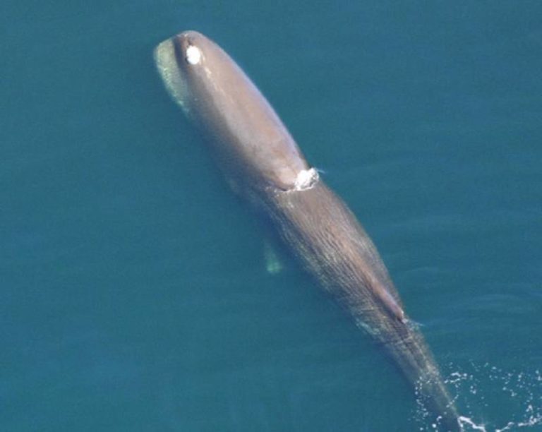 À la rencontre du fabuleux cachalot, Physeter macrocephalus