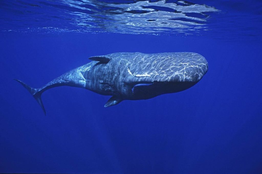 À la rencontre du fabuleux cachalot, Physeter macrocephalus