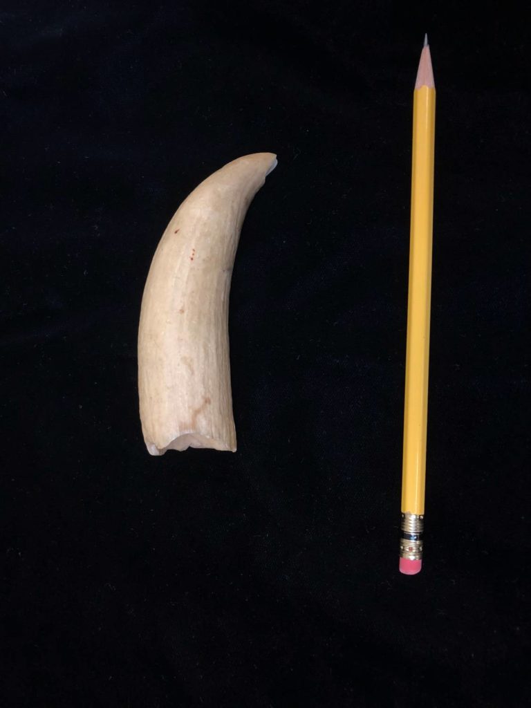 À la rencontre du fabuleux cachalot, Physeter macrocephalus