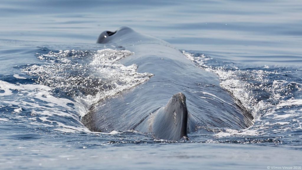 À la rencontre du fabuleux cachalot, Physeter macrocephalus