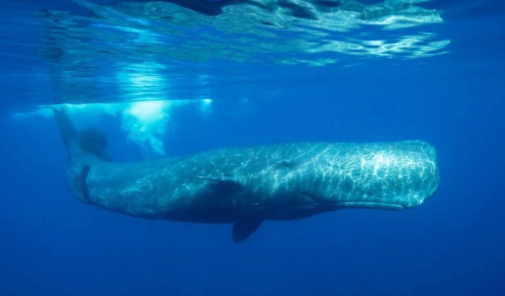 À la rencontre du fabuleux cachalot, Physeter macrocephalus