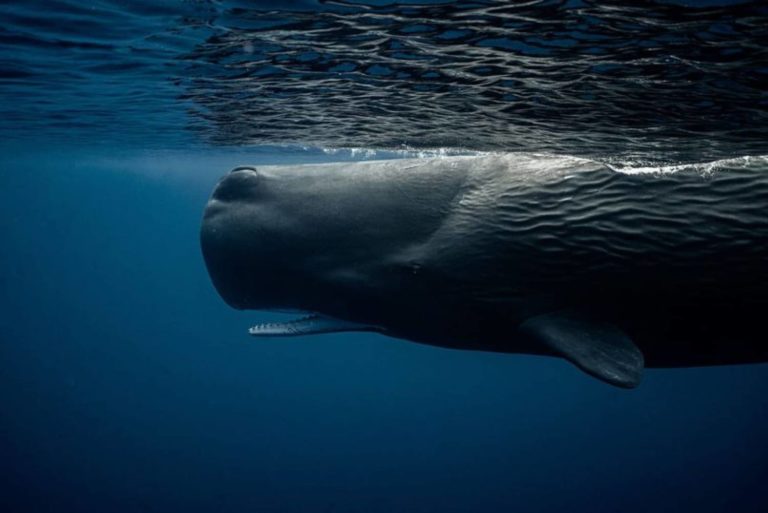À la rencontre du fabuleux cachalot, Physeter macrocephalus