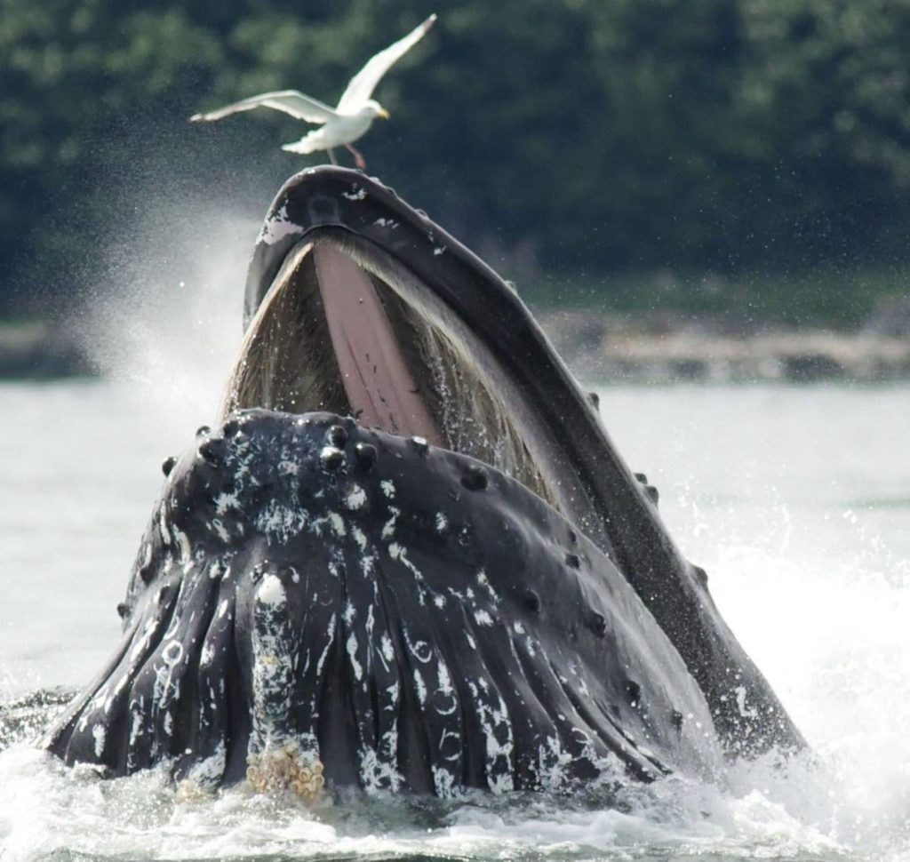 Le bouchon oral du rorqual pour éviter la noyade