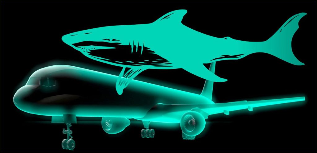 Ampoules de Lorenzini : gros plan sur le sixième sens du requin