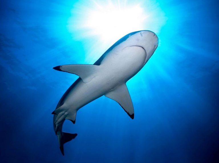 Requin à pointes noires - Carcharhinus melanopterus