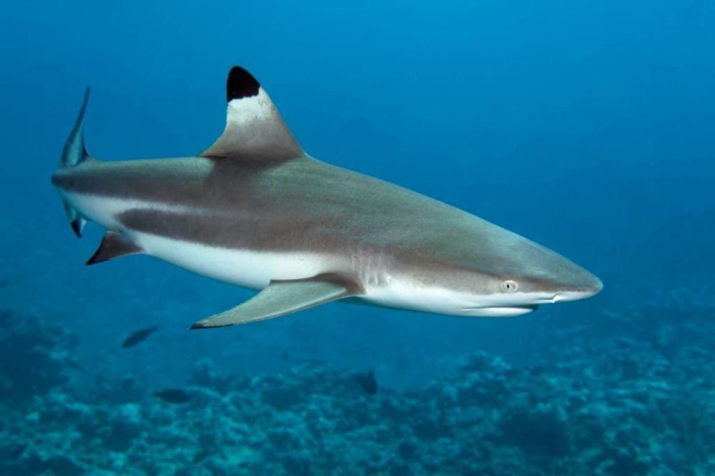Requin à pointes noires - Carcharhinus melanopterus