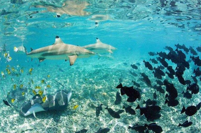 Requin à pointes noires - Carcharhinus melanopterus