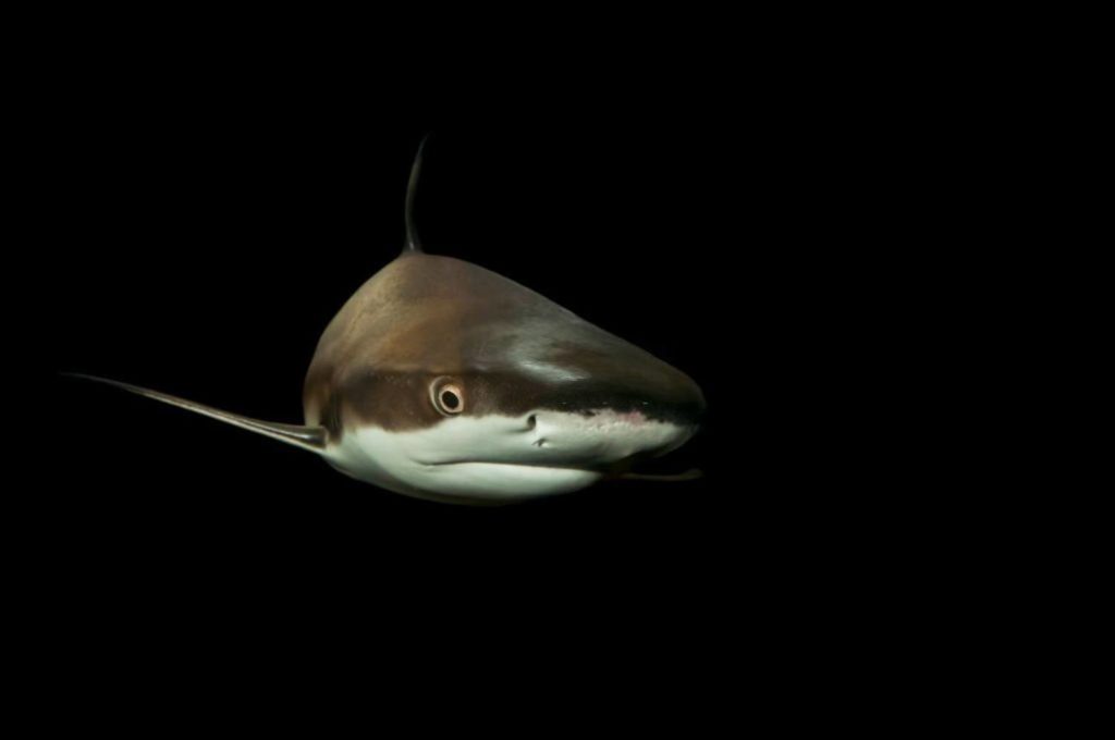 Requin à pointes noires - Carcharhinus melanopterus