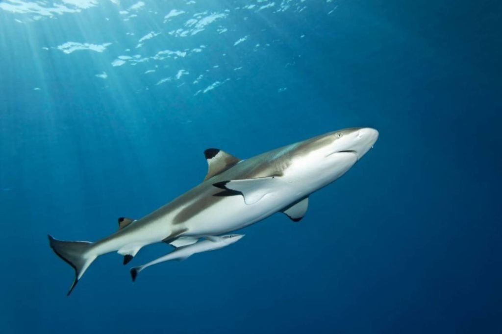 Requin à pointes noires - Carcharhinus melanopterus