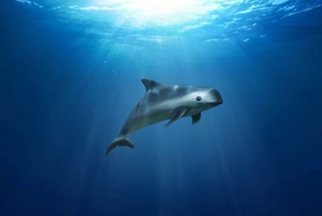 Plan 2022 survie du marsouin du Pacifique - vaquita marina