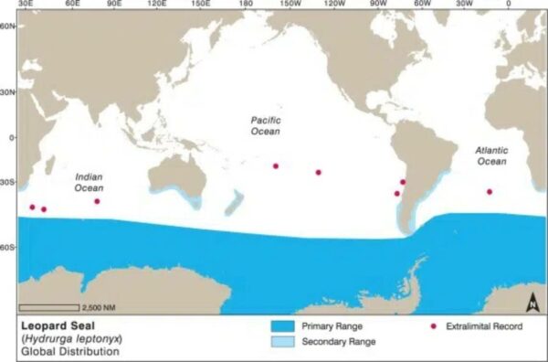 Léopard de mer, tout savoir sur Hydrurga leptonyx