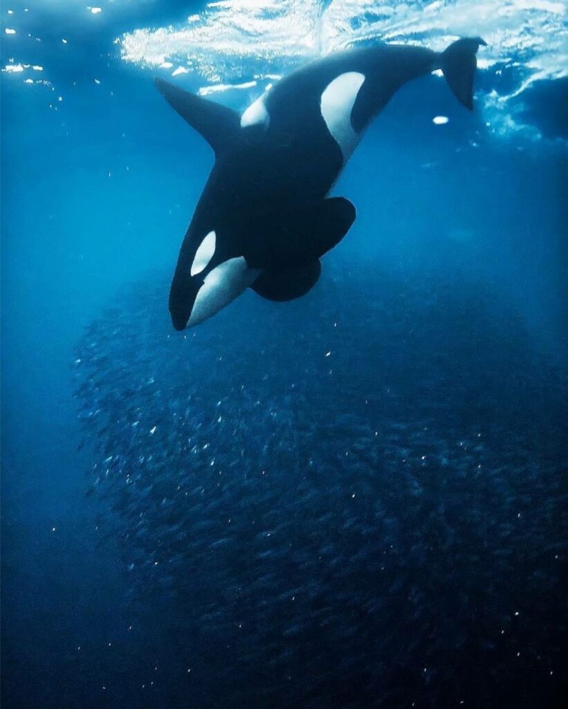 Technique de chasse : le carrousel de l’orque de Norvège