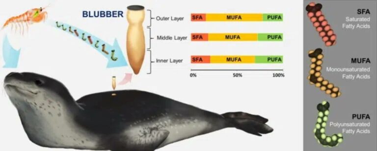 Léopard de mer, tout savoir sur Hydrurga leptonyx