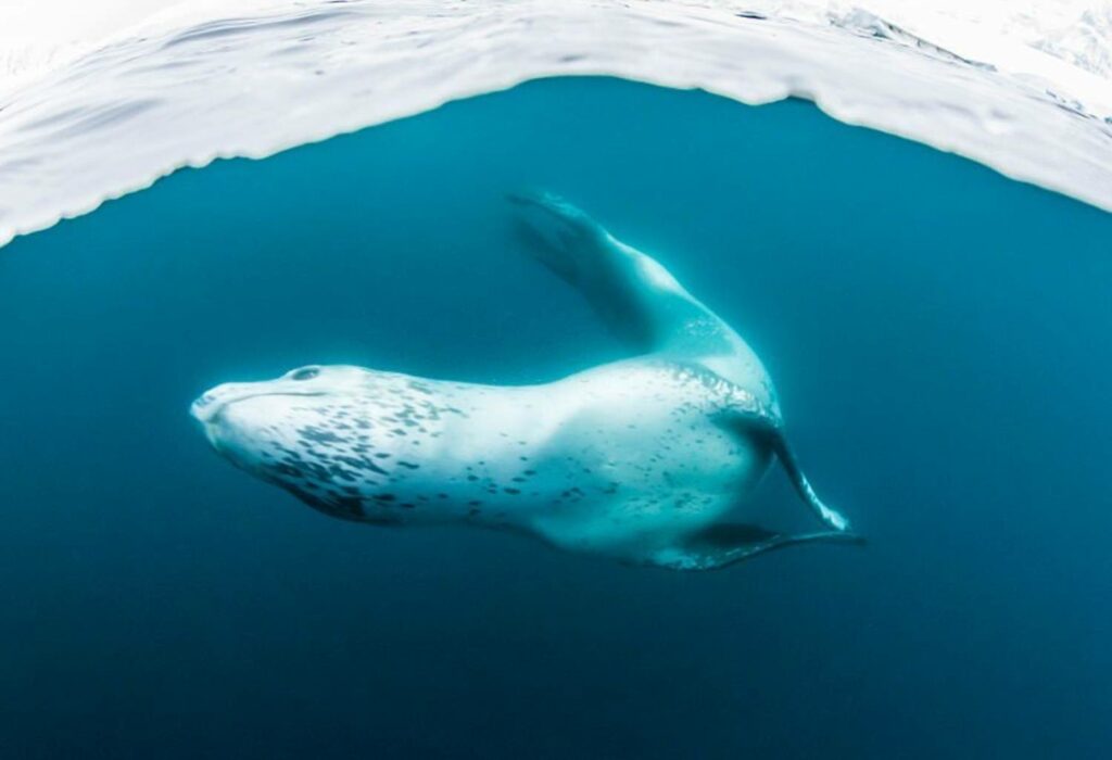 Léopard de mer, tout savoir sur Hydrurga leptonyx