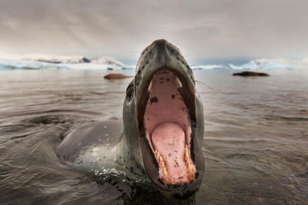 Léopard de mer, tout savoir sur Hydrurga leptonyx