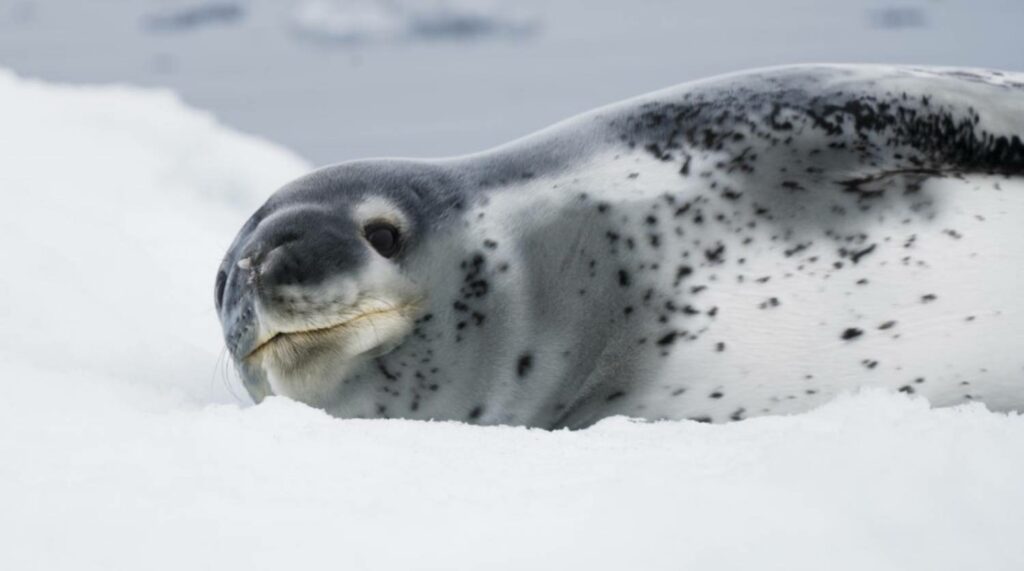 Léopard de mer, tout savoir sur Hydrurga leptonyx
