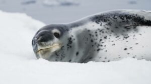 Léopard de mer, tout savoir sur Hydrurga leptonyx