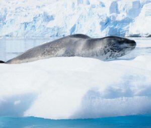 Léopard de mer, tout savoir sur Hydrurga leptonyx