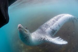 Léopard de mer, tout savoir sur Hydrurga leptonyx