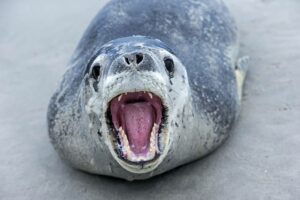 Léopard de mer, tout savoir sur Hydrurga leptonyx