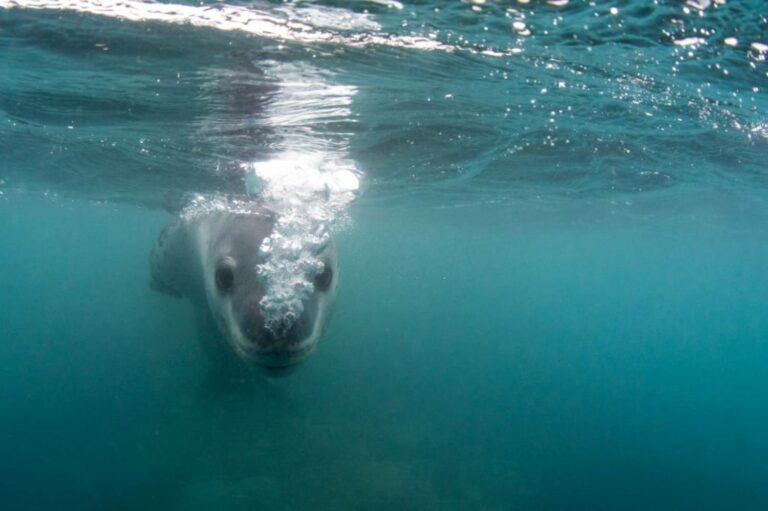 Léopard de mer, tout savoir sur Hydrurga leptonyx