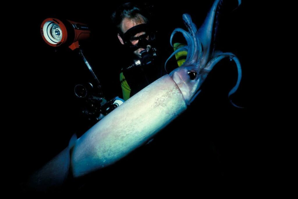 Les 5 plus grandes espèces de calamars au monde