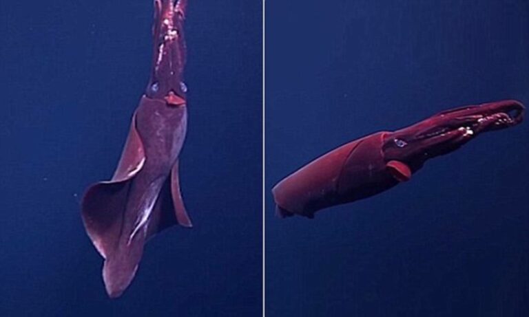 Les 5 plus grandes espèces de calamars au monde