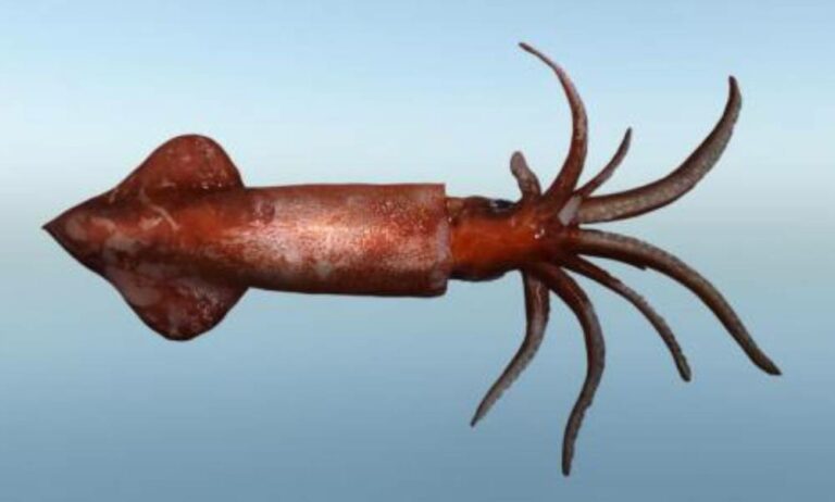 Les 5 plus grandes espèces de calamars au monde
