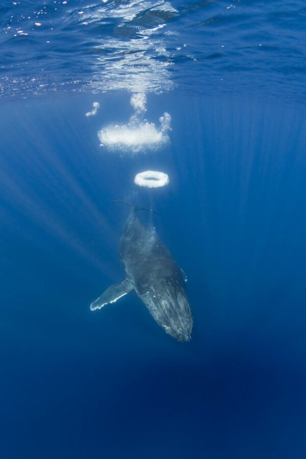 Le souffle de la baleine à bosse, un outil polyvalent