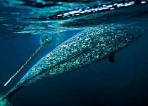 Narval, tout savoir sur Monodon monoceros