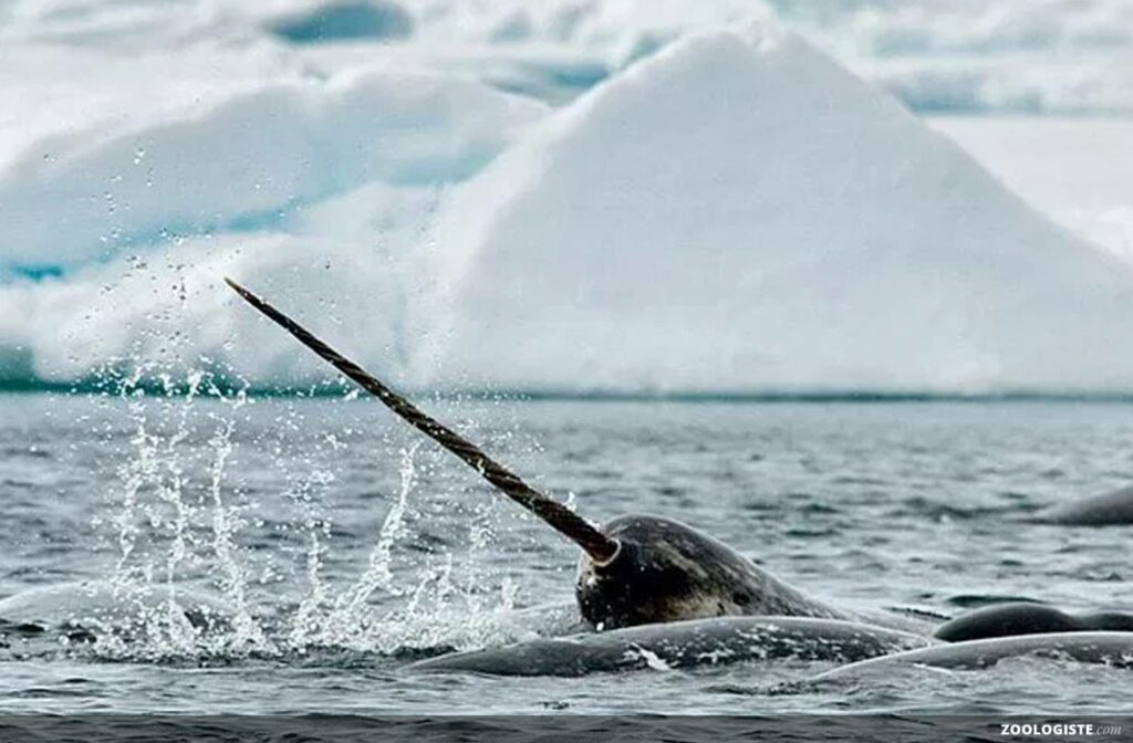 Narval, tout savoir sur Monodon monoceros