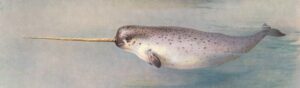 Narval, tout savoir sur Monodon monoceros