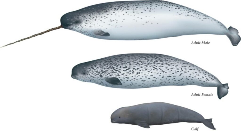 Narval, tout savoir sur Monodon monoceros
